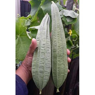 Angled Luffa Seeds in Australia | Sam Group