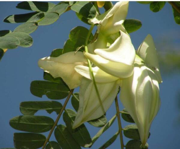 Sesbania grandiflora (Kathuru Murunga ) in Australia | Sam Group