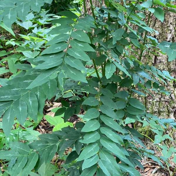Asian Vegetables Archives - Sam Group